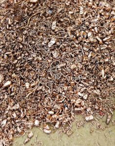 Vario supirkimas kaina | Vario laužo kainos • NOVITERA